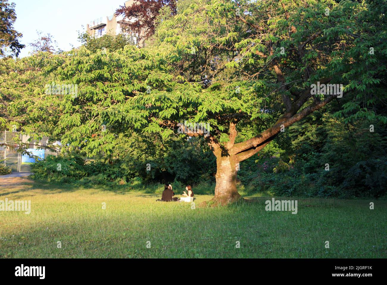 a park with people sitting on grass under the tree in downtown ...