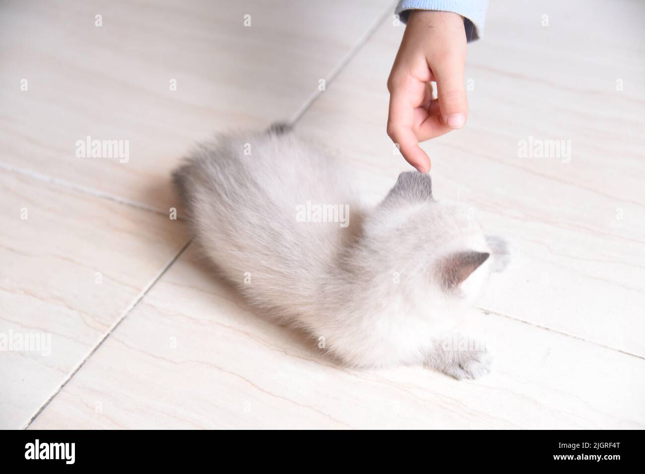A kid hand petting a cute gray kitten lying on the floor Stock Photo ...