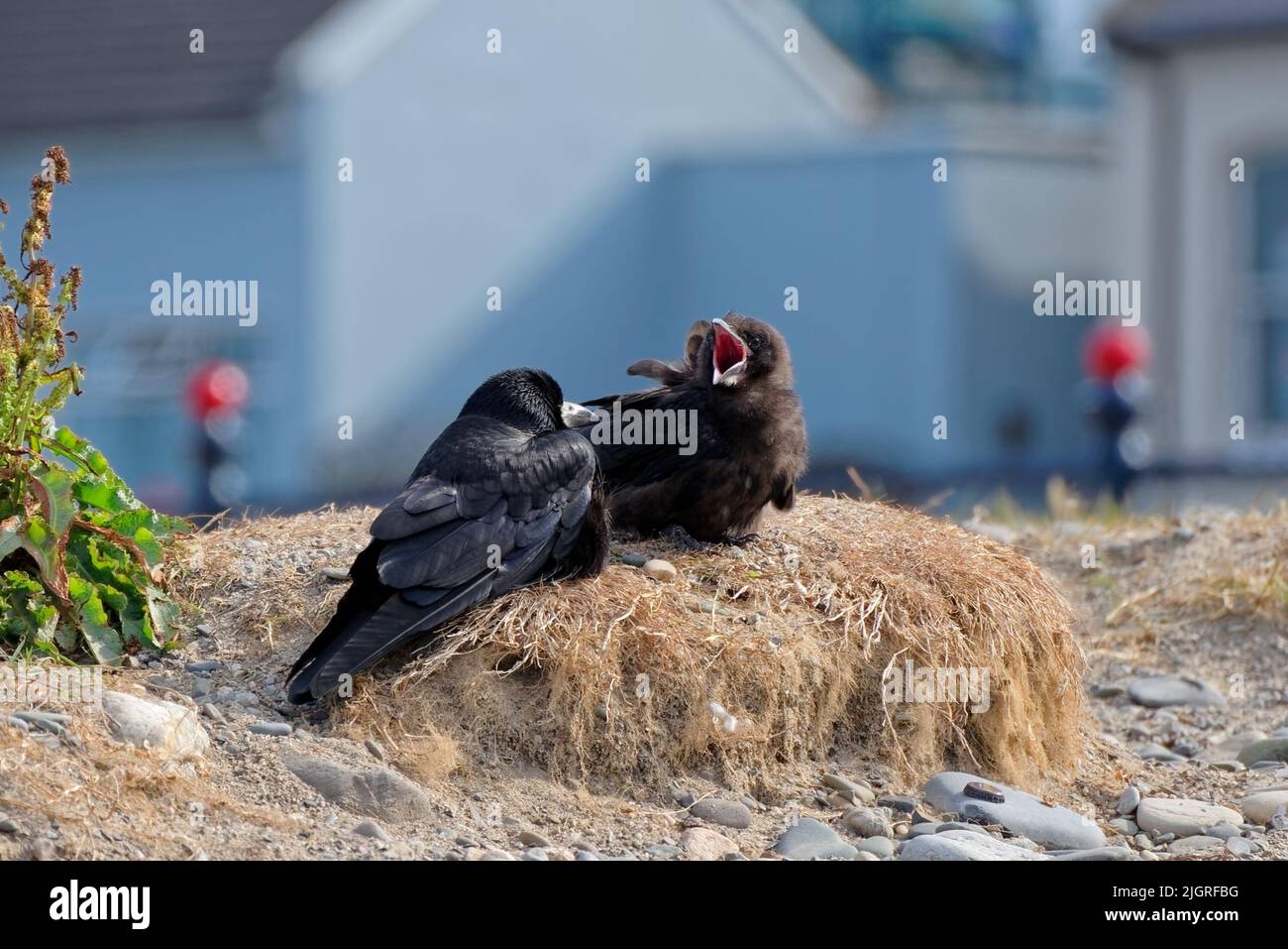 Chick of rook (Corvus frugilegus) demands to be fed by its parent in ...