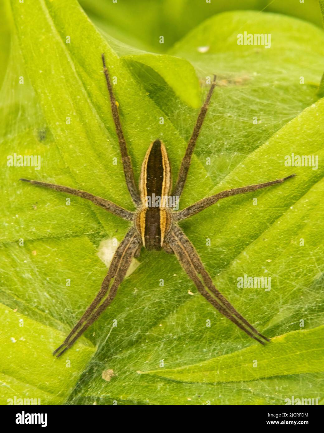 Straight Banded Nursery Web Spider on a green leaf Stock Photo - Alamy