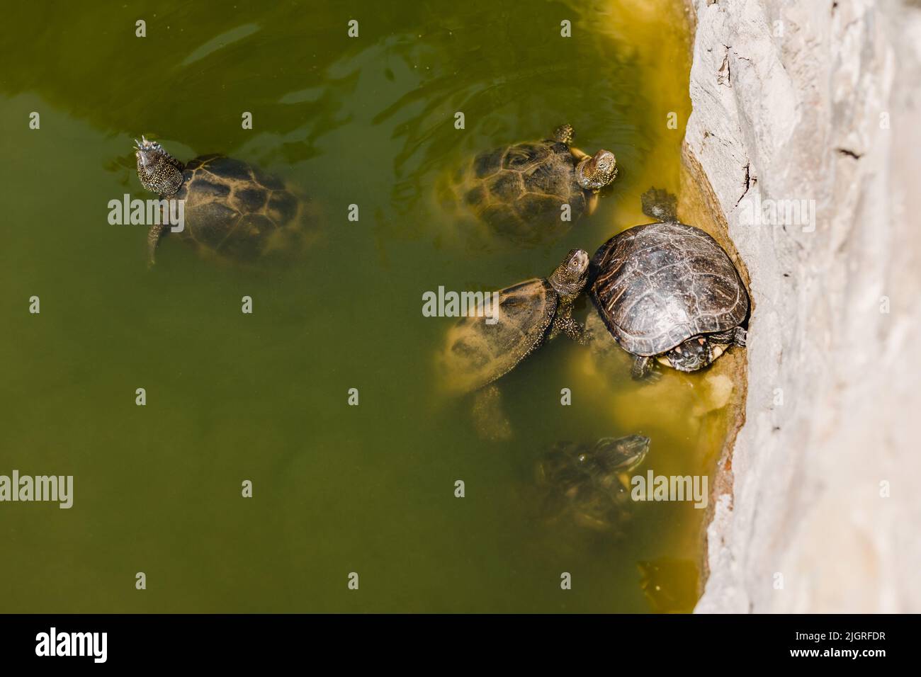 A family of turtles is resting and swimming in a lake on a warm summer ...