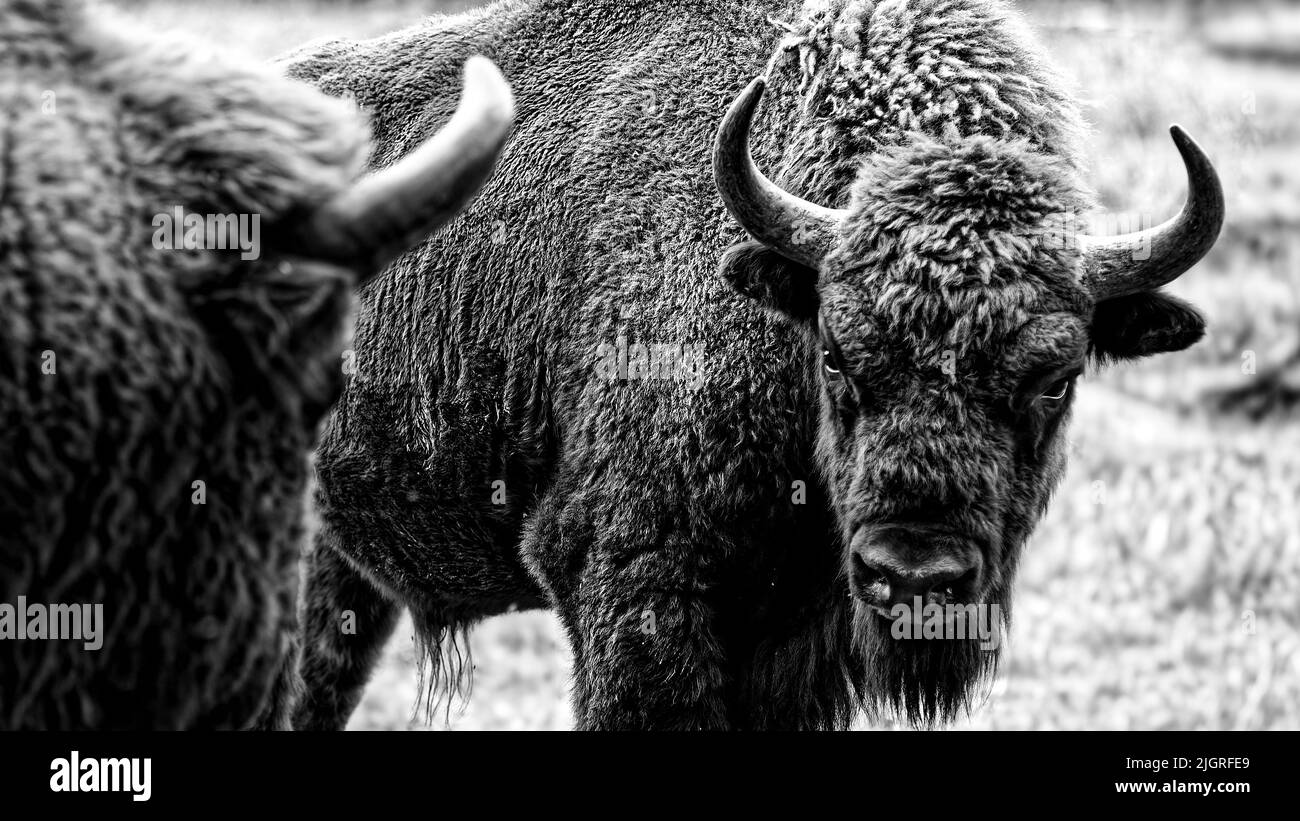 European bison bulls facing each other Stock Photo - Alamy
