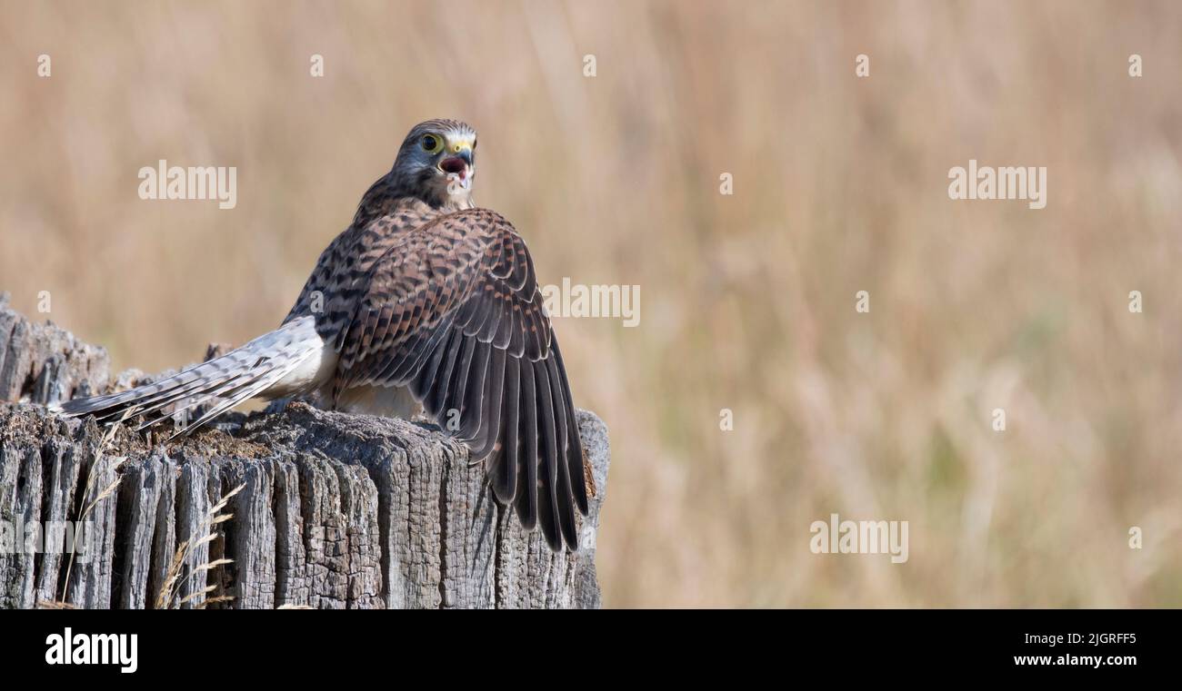Common kestrel (Falco tinnunculus) mantling prey, on tree stump, York ...