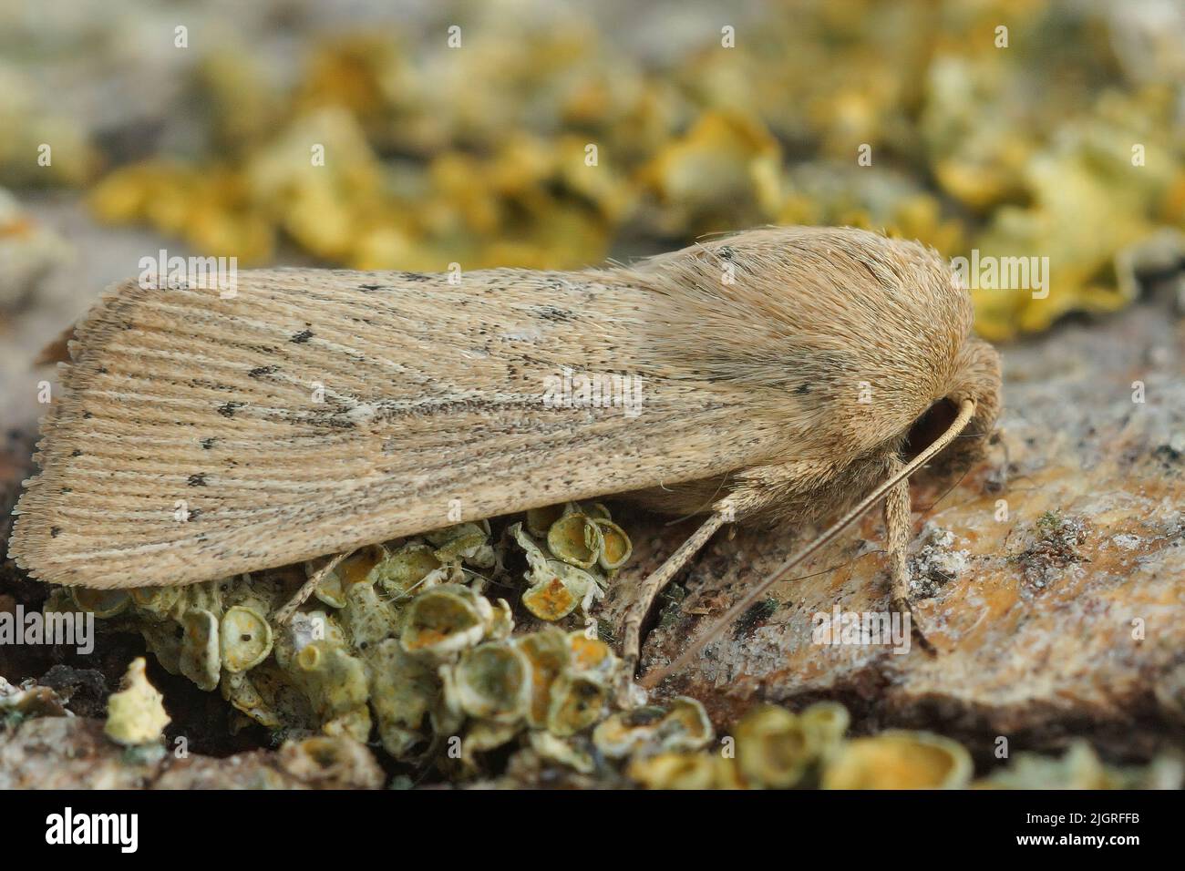Detailed closeup on the brown obscure wainscot moth, Leucania obsoleta ...