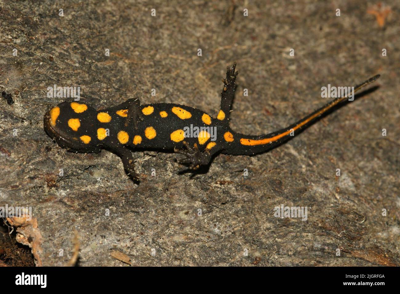 Closeup on the red spotted belly of a juvenile Hongkong warty newt ...