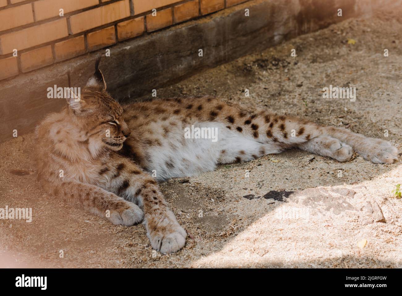 Lynx enclosure hi-res stock photography and images - Alamy