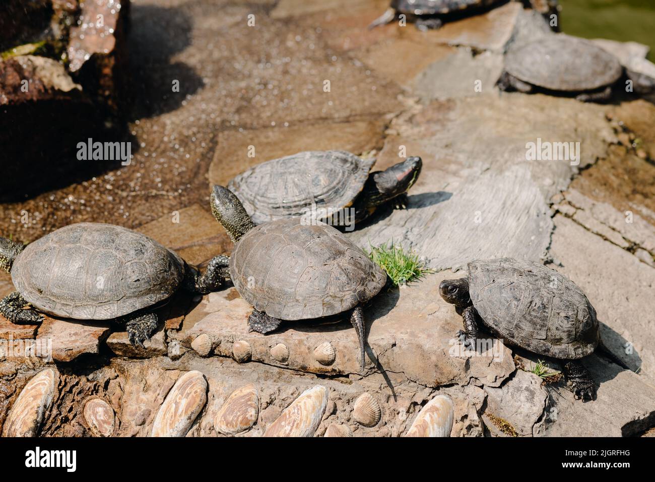 Lazy turtles hi-res stock photography and images - Alamy