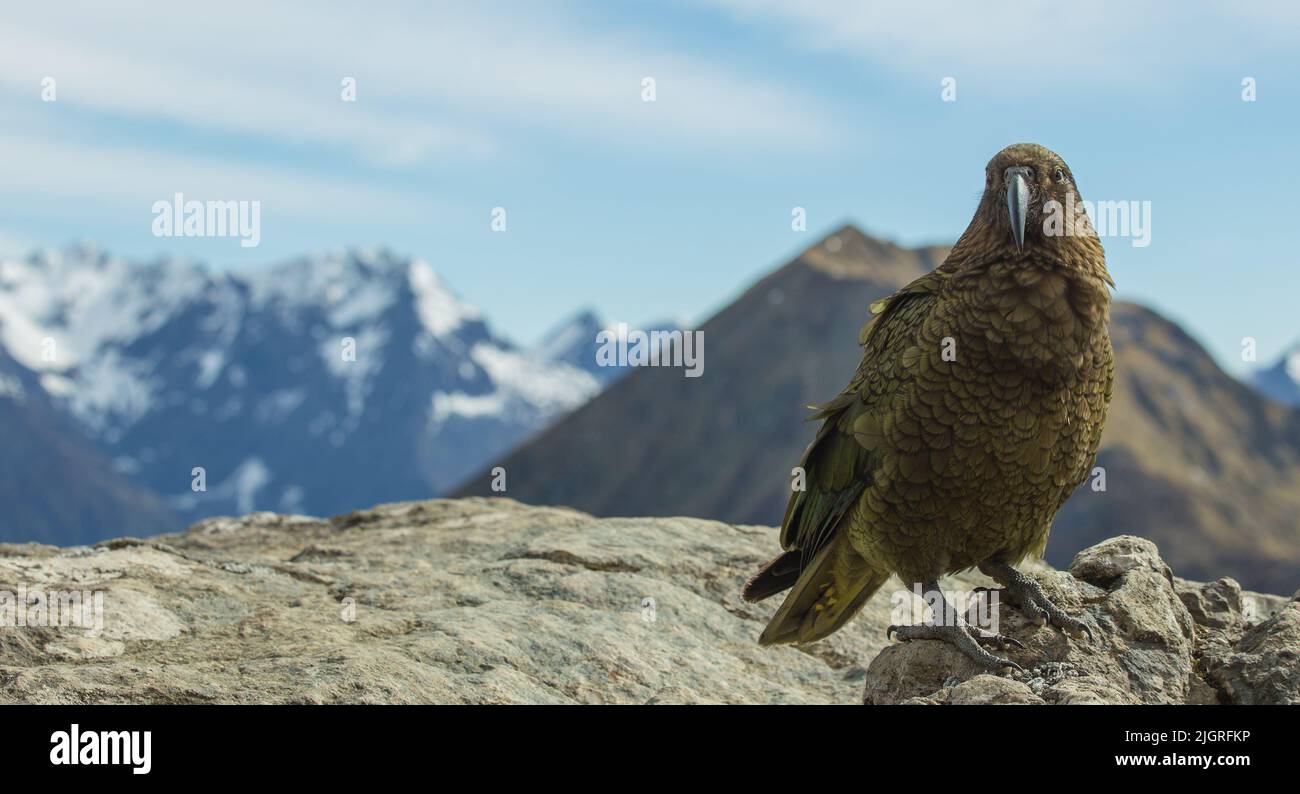 Kea track hi-res stock photography and images - Alamy