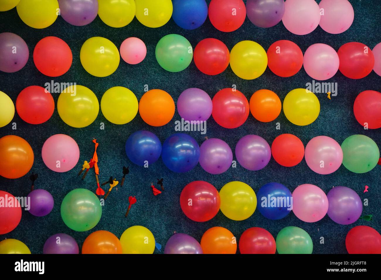 A bunch of multicolored balloons tied for a darts game on a blue wall ...