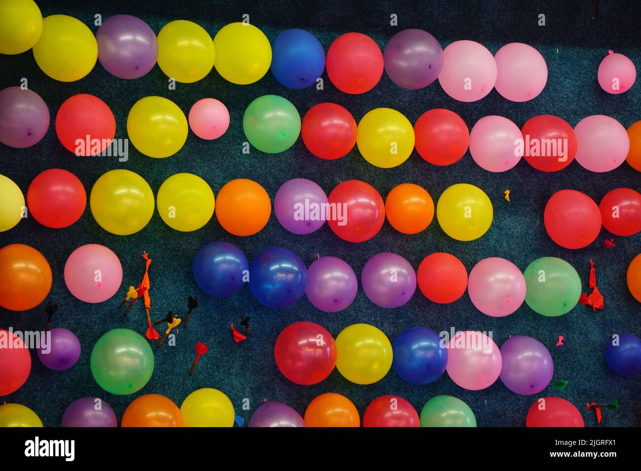 A bunch of multicolored balloons tied for a darts game on a blue wall ...