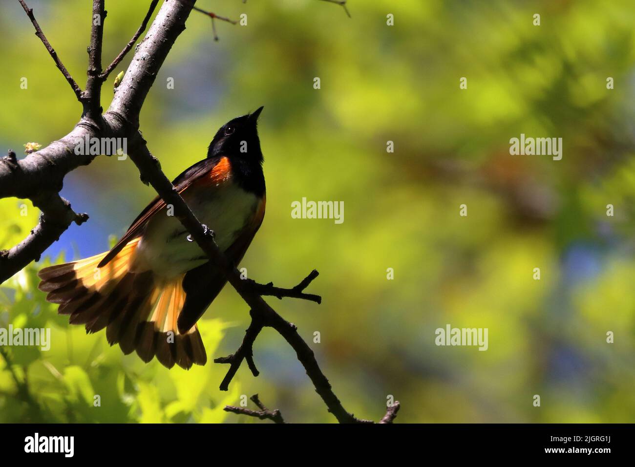 American redstart and nest hi-res stock photography and images - Alamy