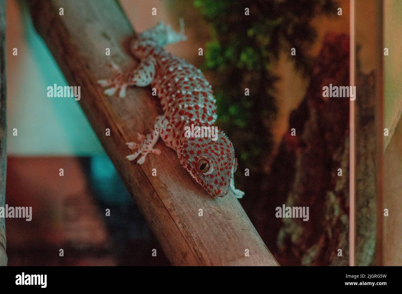 A beautiful shot of a tokay gecko Stock Photo - Alamy