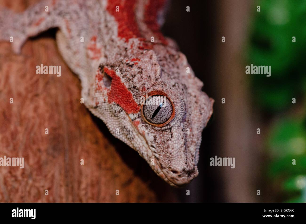 A beautiful shot of a gargoyle gecko Stock Photo - Alamy