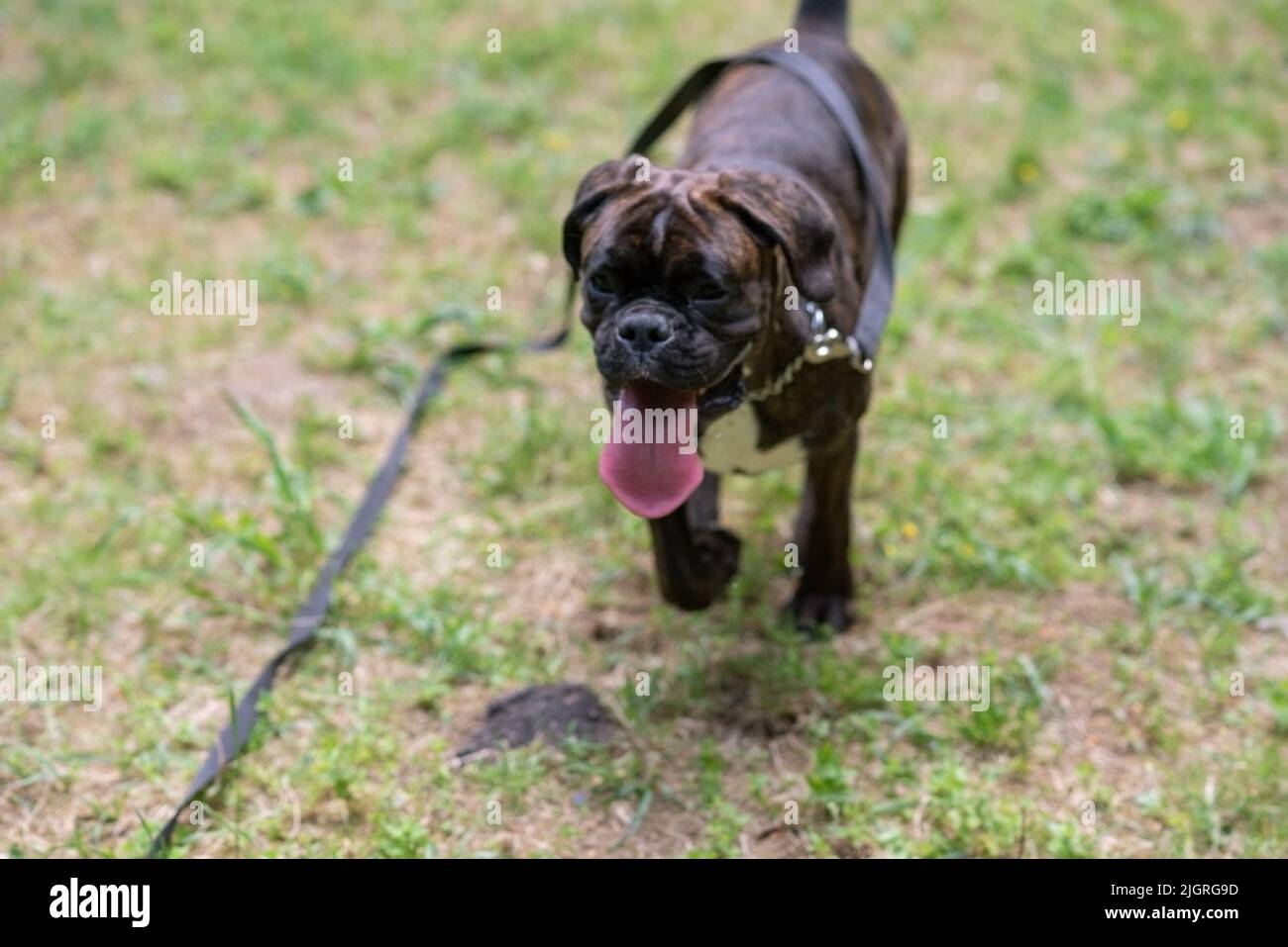 Undocked tail dog hi-res stock photography and images - Alamy