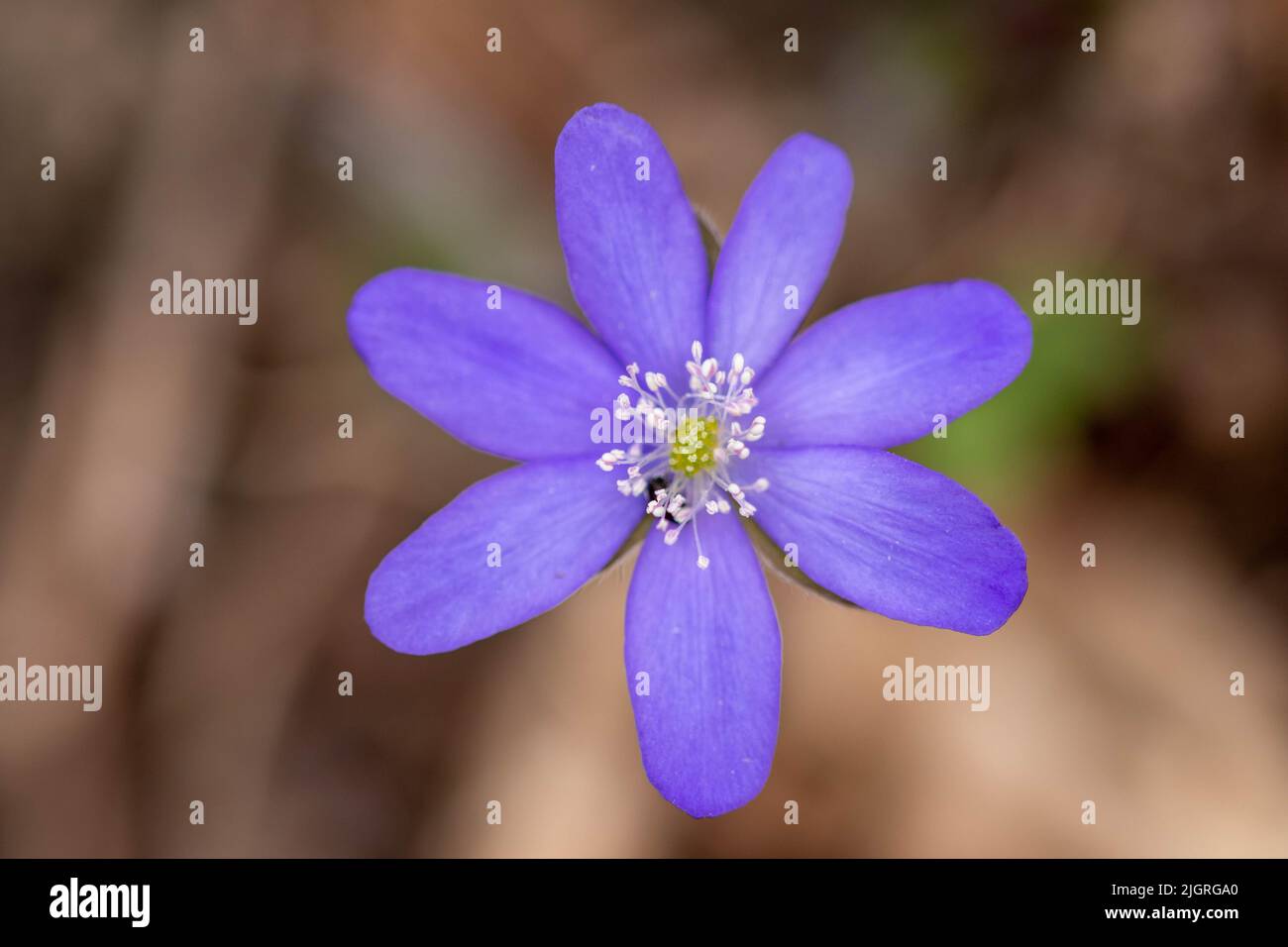 A closeup of purple Hepatica flower on blur background Stock Photo - Alamy
