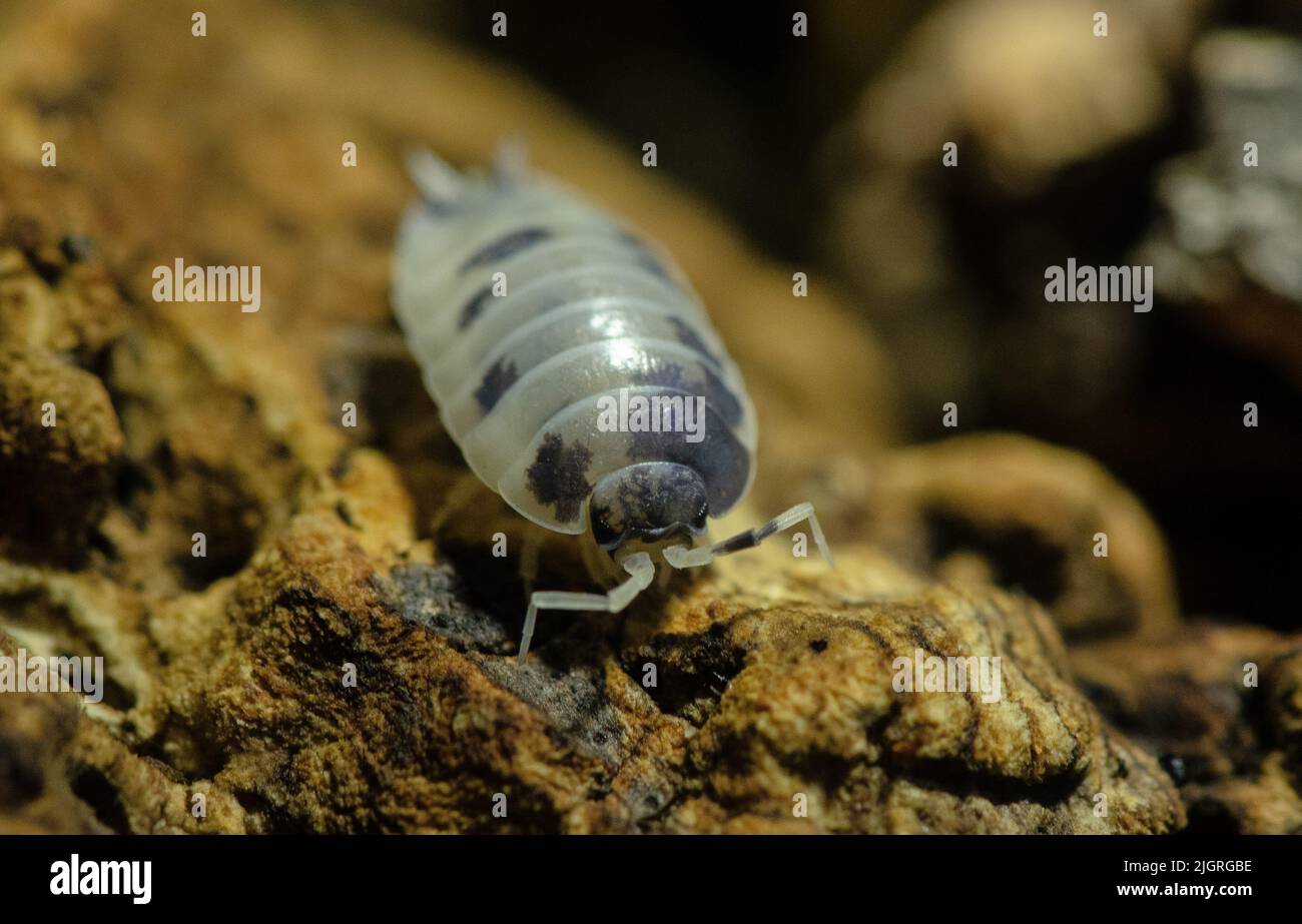 Sow bug spider hi-res stock photography and images - Alamy