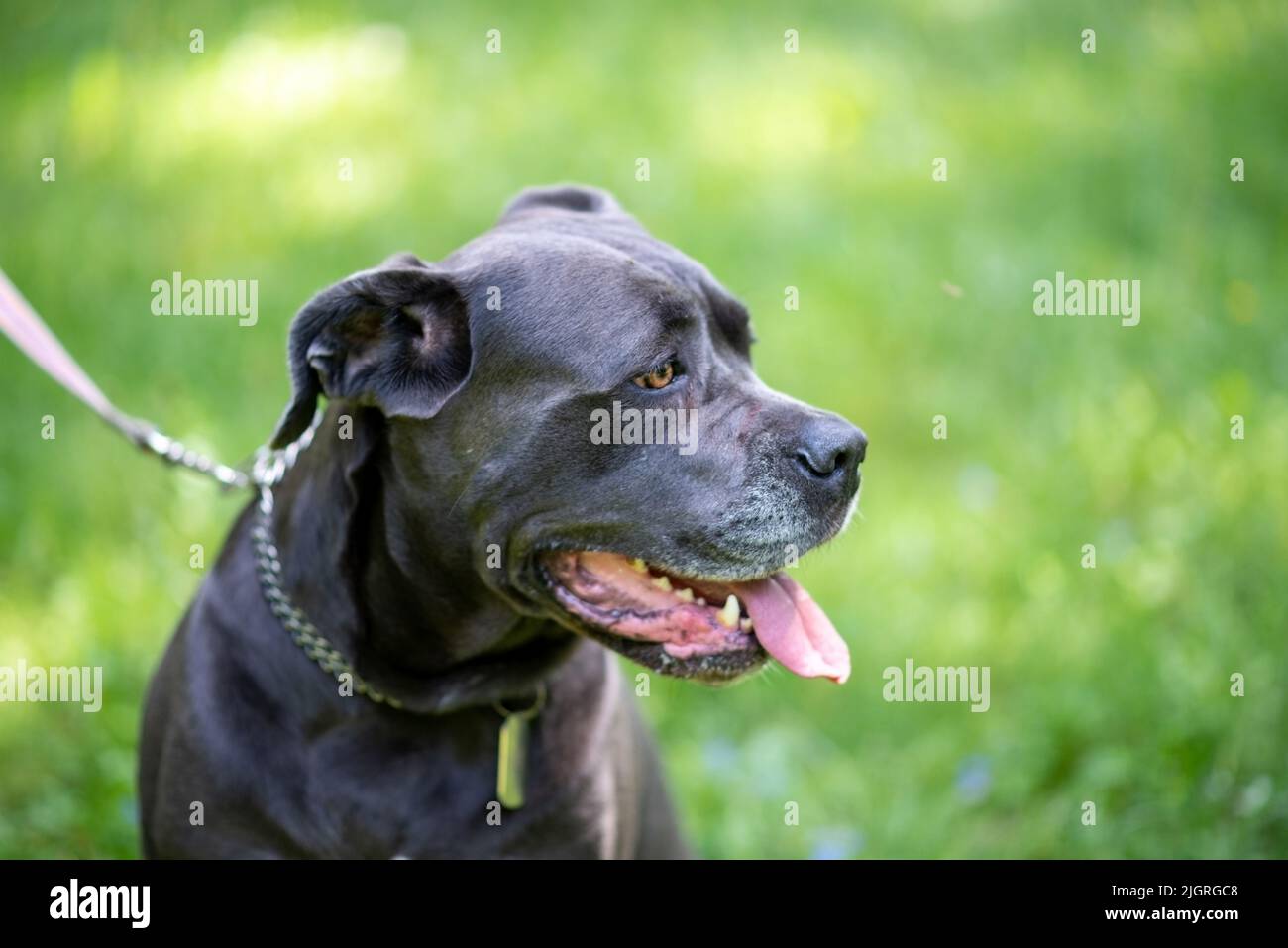 Large purebred cane corso hi-res stock photography and images - Alamy
