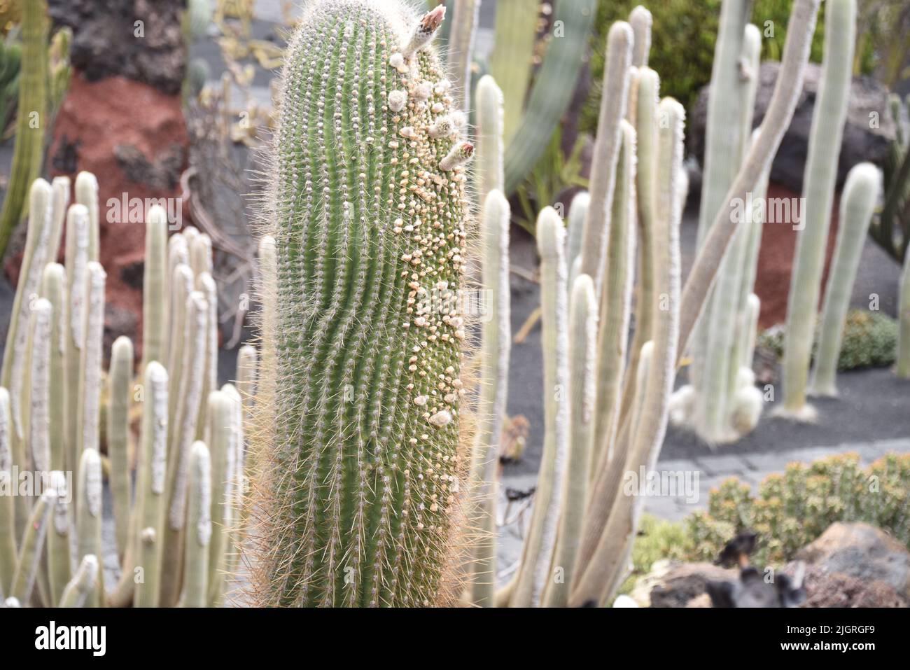 A green spiky cactus with flower buds in a garden in daylight Stock ...