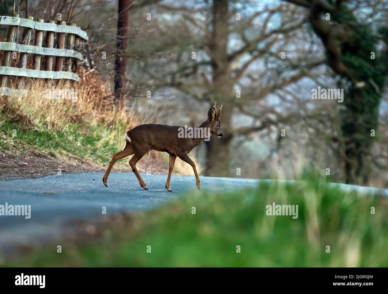 A scenic view of a roe buck deer crossing the road against green grass ...