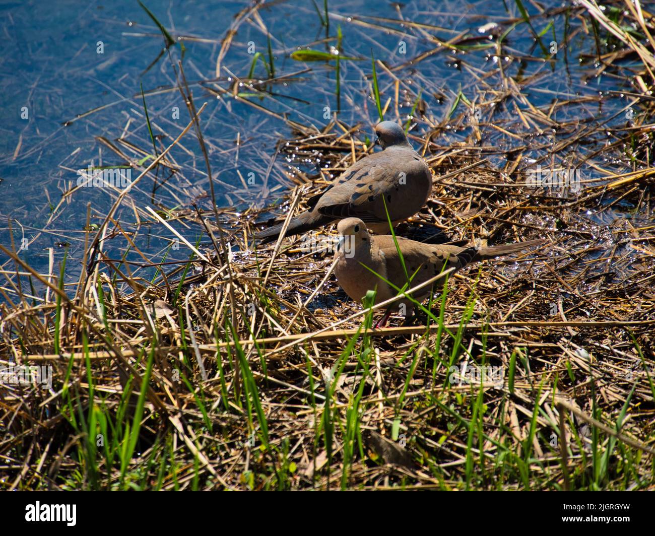 A closeup of brown doves on the shore of a lake Stock Photo - Alamy