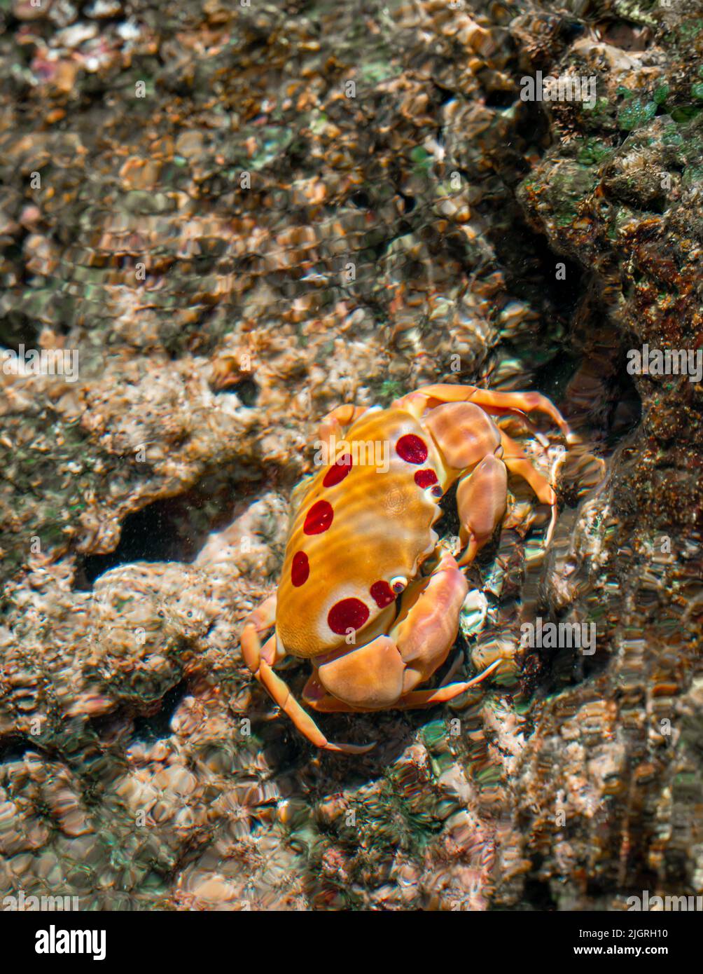 Crab in tide pool Stock Photo - Alamy