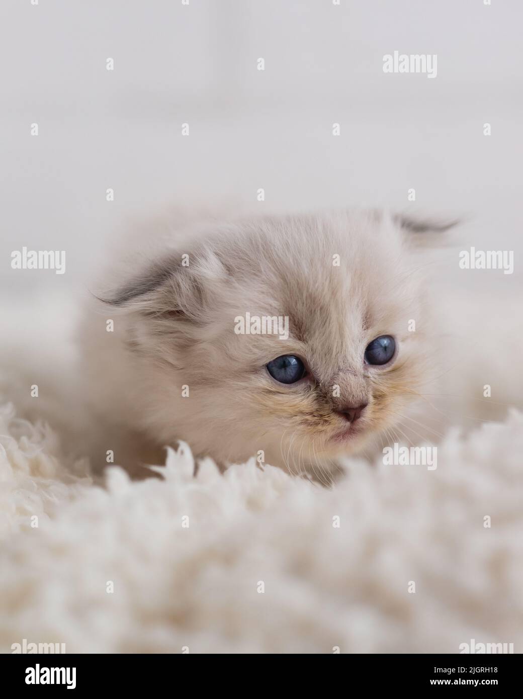 A very beautiful little white fluffy kitten with blue eyes is lying on ...