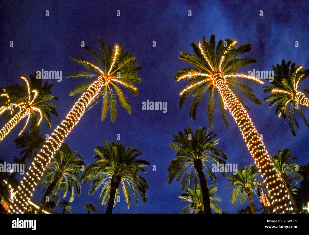 Pam trees in Dana Point, CA, are illuminated in Christmas season Stock ...