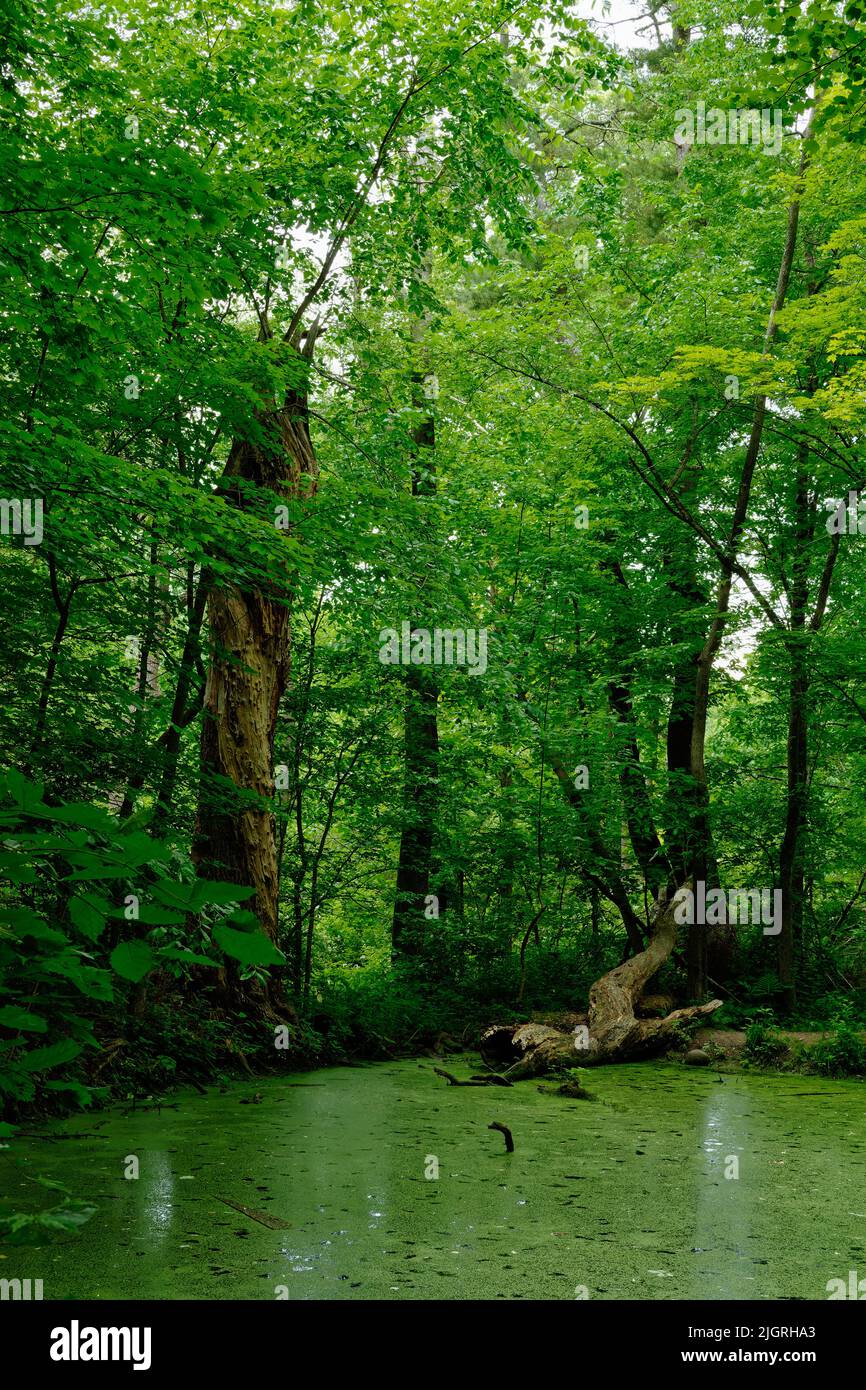 Bright iridescent green bog at the Acton Arboretum. Acton ...