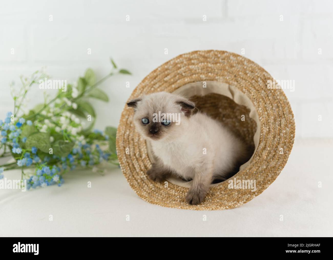 A beautiful lop-eared kitten of color point color is sitting in a ...