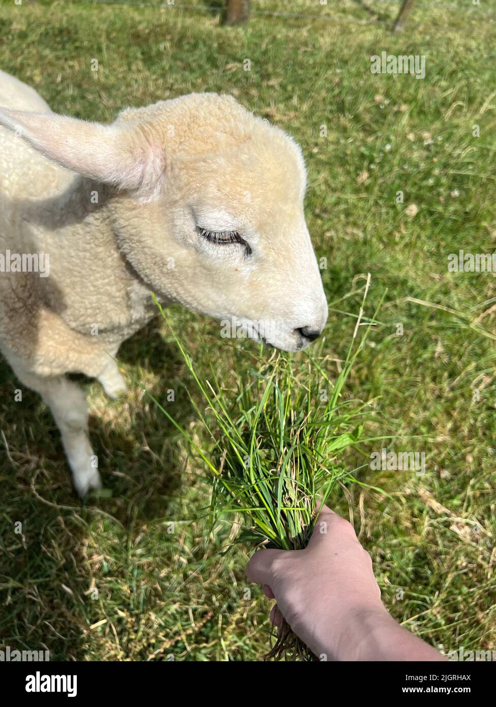 A vertical shot of hands of a man feeding the sheep with grass Stock ...