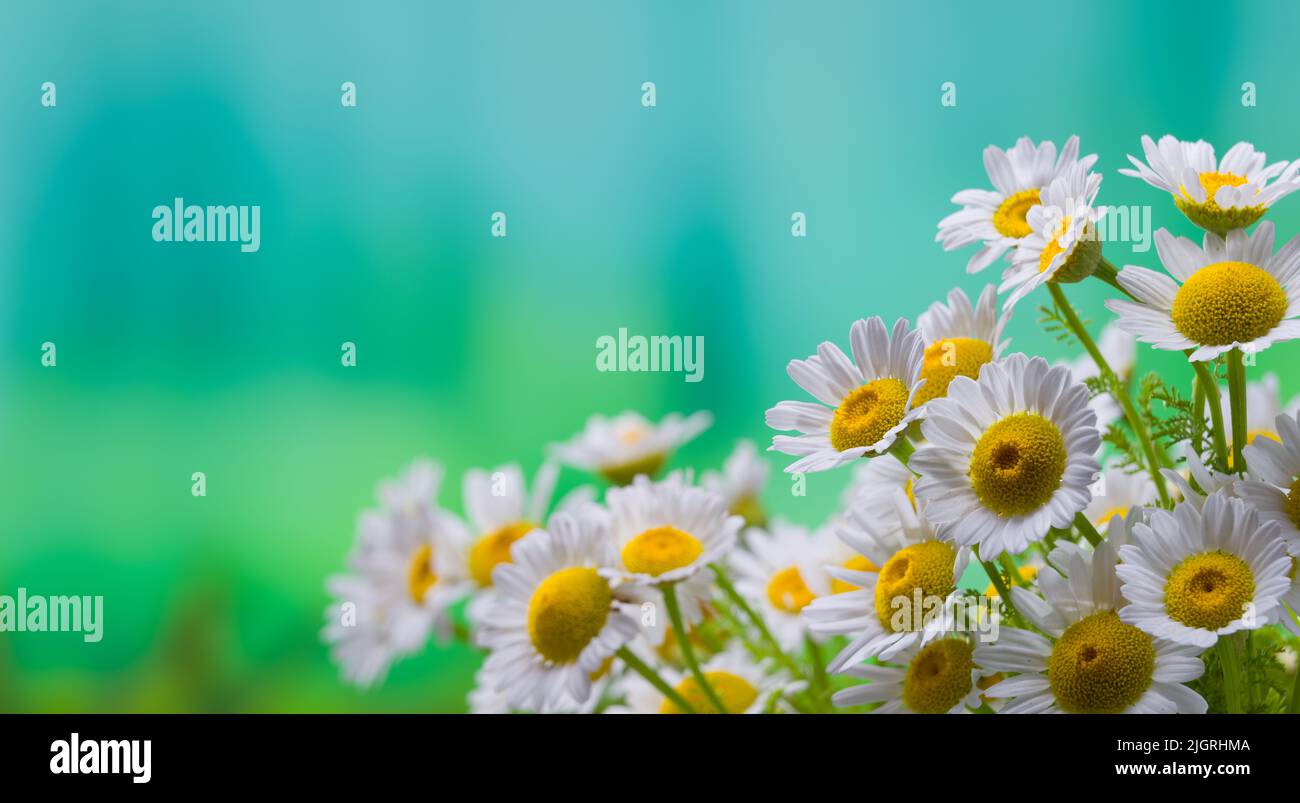 Chamomiles in green sunny spring forest. Luminous blurred background ...