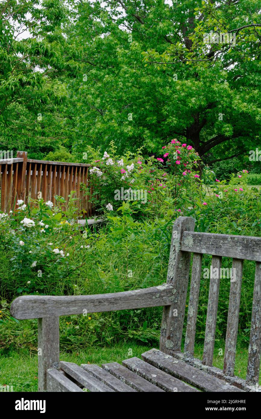 A weather worn bench sits in the middle of a garden of bright pink and ...