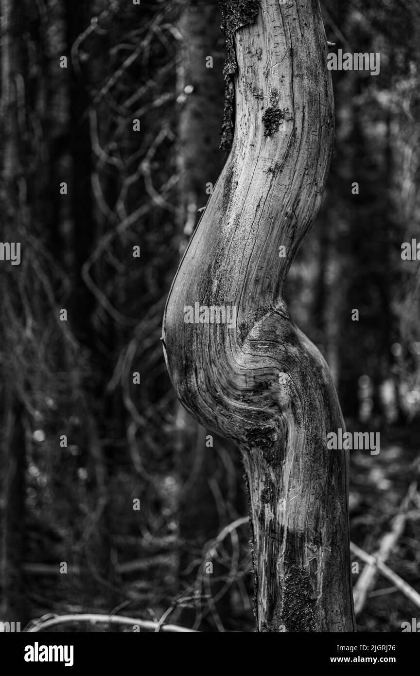 Curved gnarled hi-res stock photography and images - Alamy