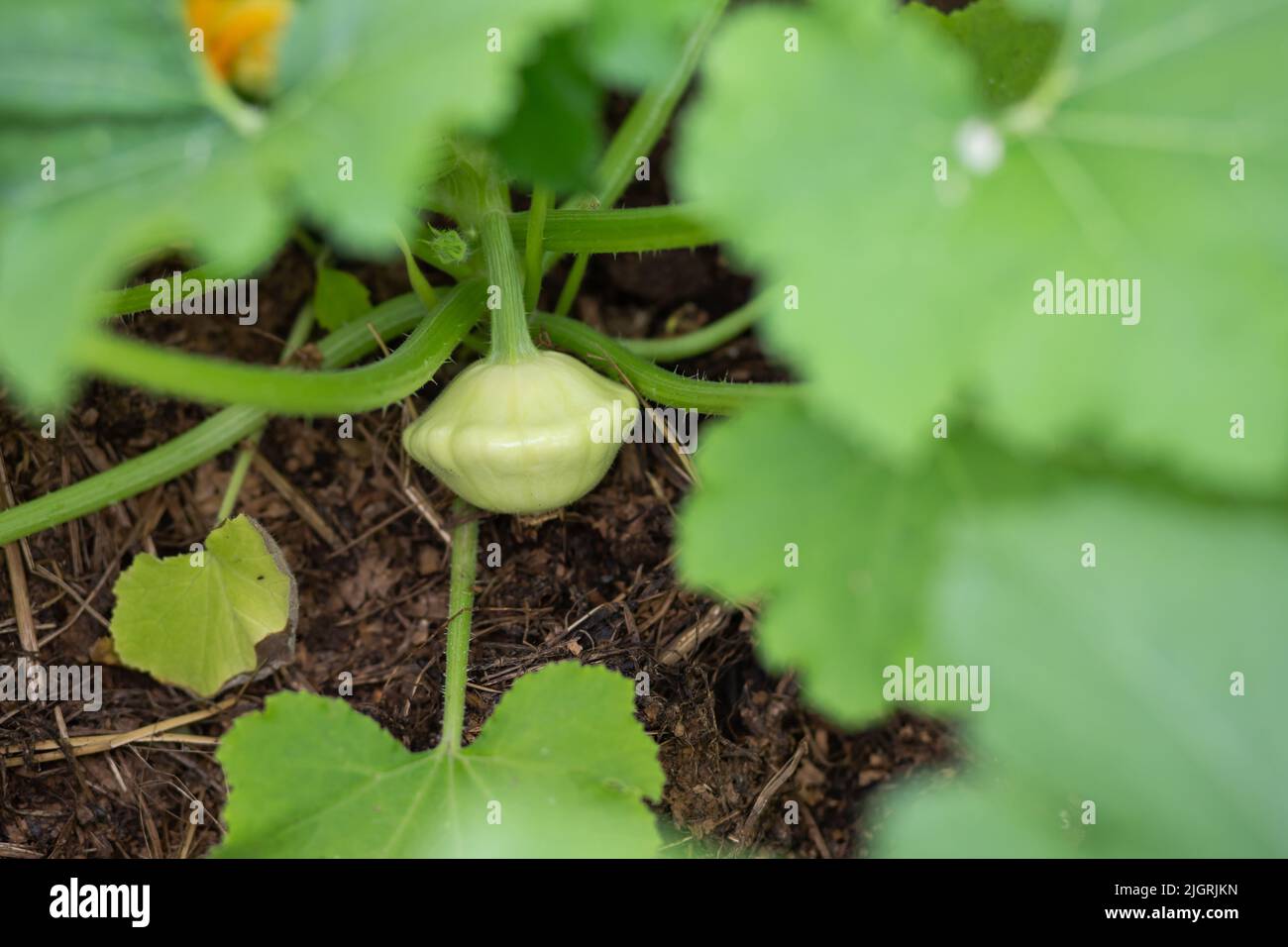 White Patty pan squash - Cucurbita pepo - growing in a vegetable garden ...