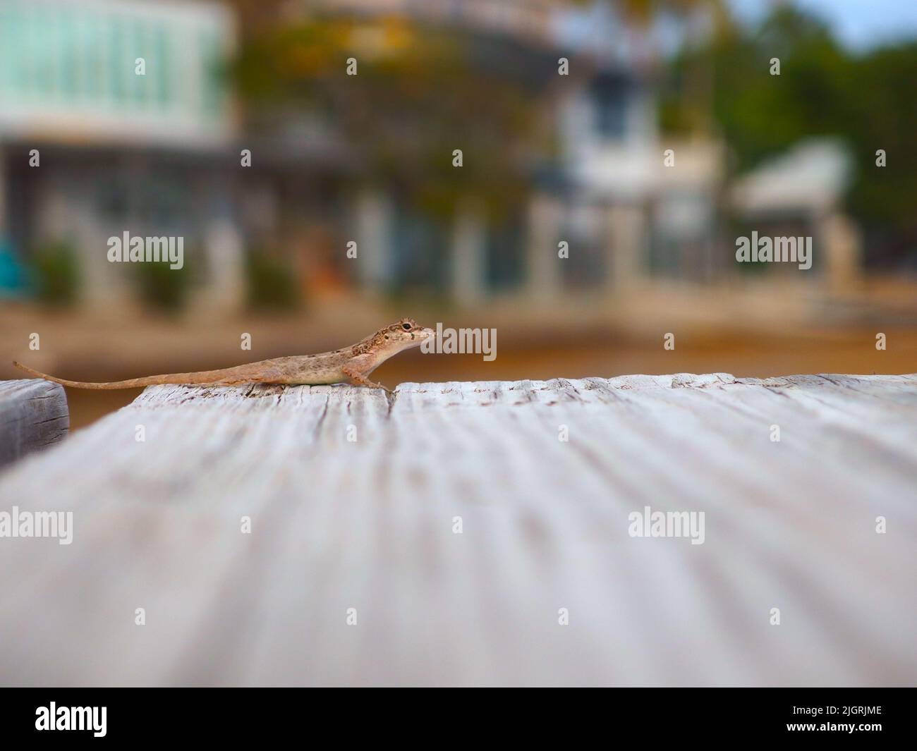 Reptile side profile hi-res stock photography and images - Alamy