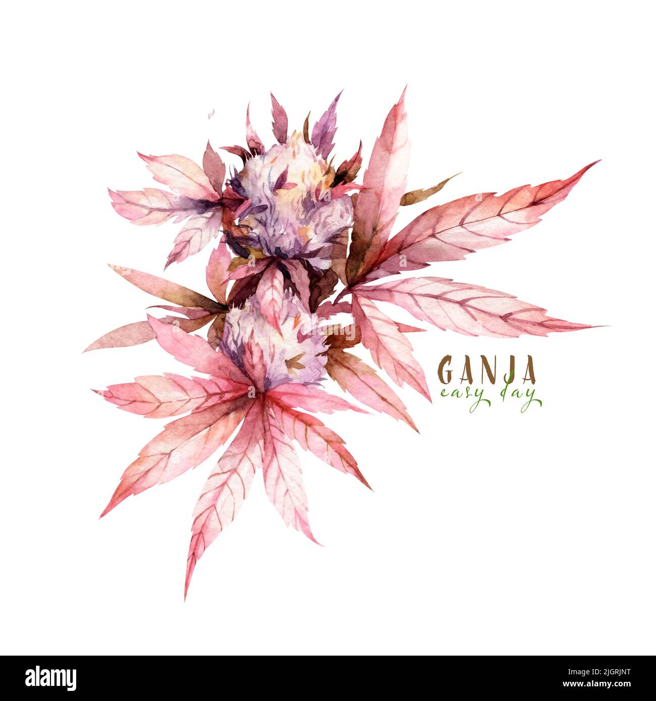 Marijuana watercolor illustration. Ganja drawing. Cannabis green plant ...