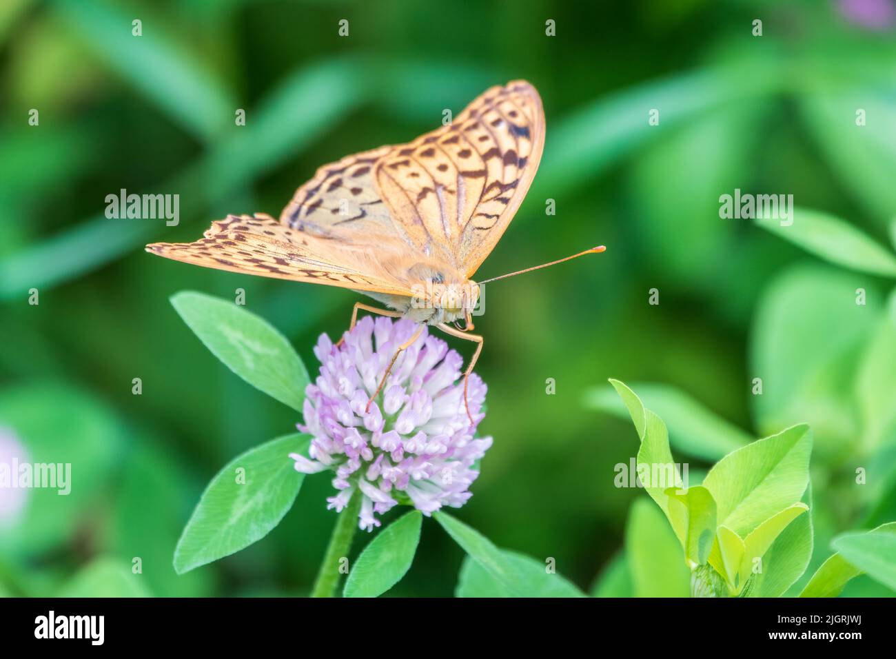 The dark green fritillary butterfly collects nectar on flower. Speyeria ...