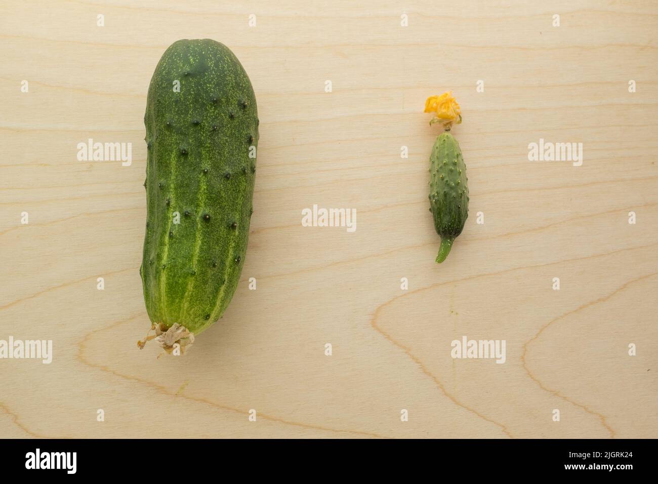 Big cucumber and gherkin with yellow flower on wood board. Fresh two ...
