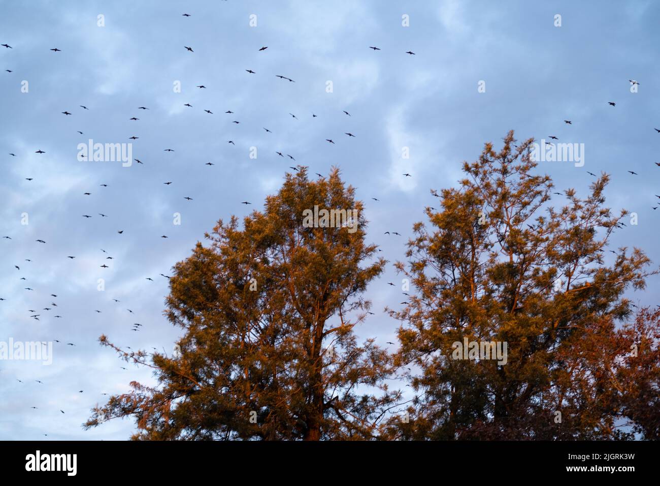 A group of birds flying above a tall tree Stock Photo - Alamy