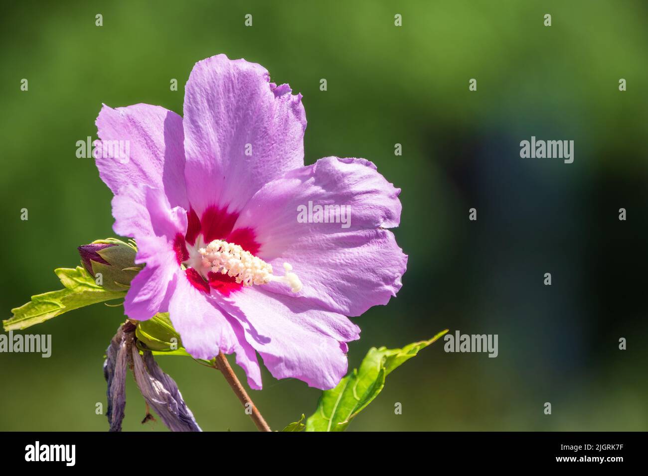 Pink flowers of Hibiscus moscheutos plant close-up. Hibiscus moscheutos ...