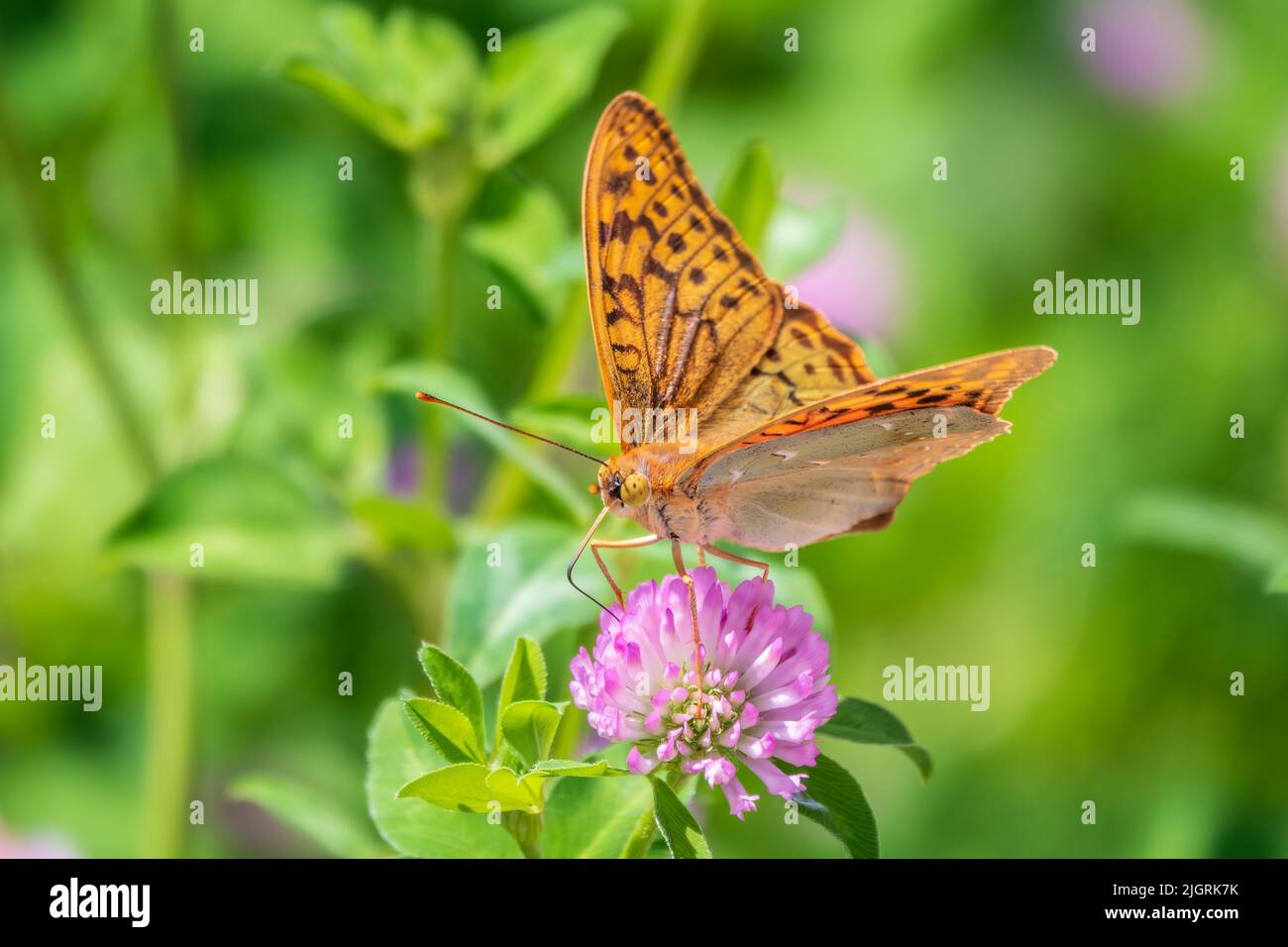 The dark green fritillary butterfly collects nectar on flower. Speyeria ...