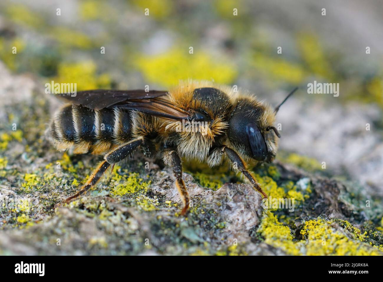 Detailed closeup on a blue-eyed female of the rare Tridentate Small ...