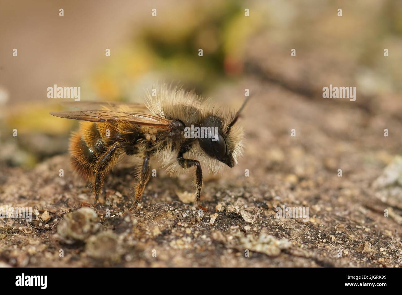 Closeup on a hairy male red mason bee, Osmia bicornis, sitting on a ...