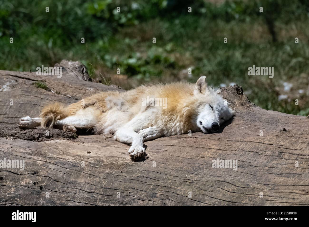 A white wolf, adult male, sleeping on a tree trunk Stock Photo - Alamy