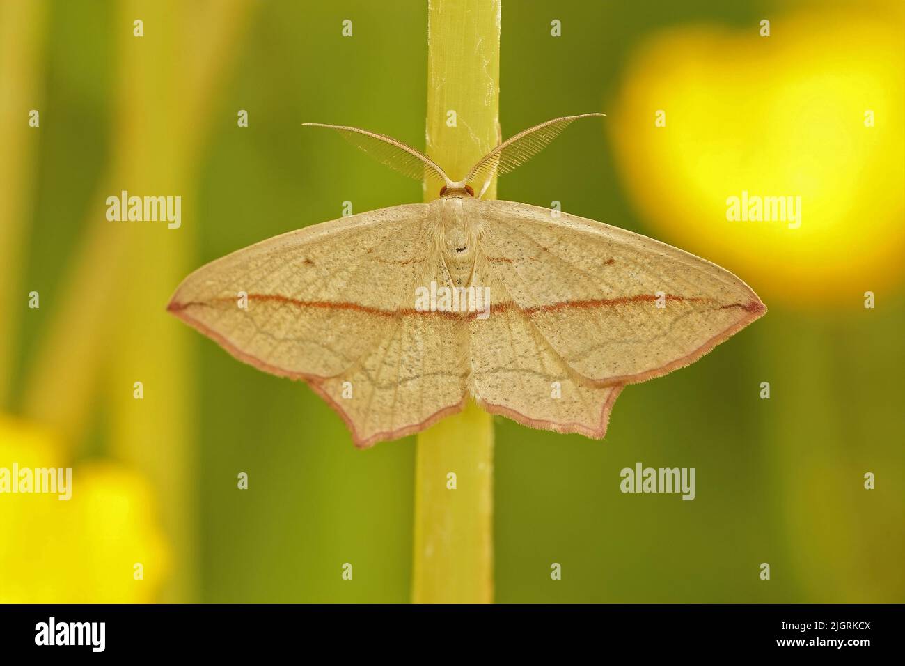 Blood vein moth timandra comae hi-res stock photography and images - Alamy