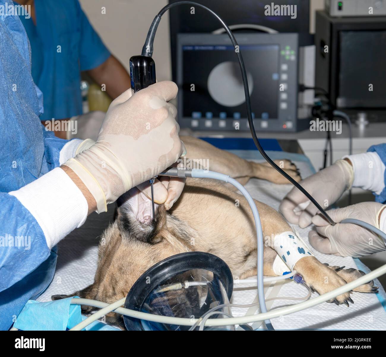 A veterinarian specialist performs endoscope to inspect the inside of a ...