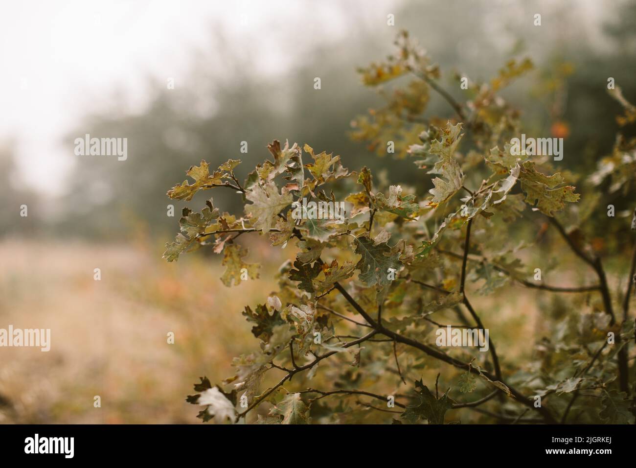 A fall leaves with fog behind Stock Photo - Alamy