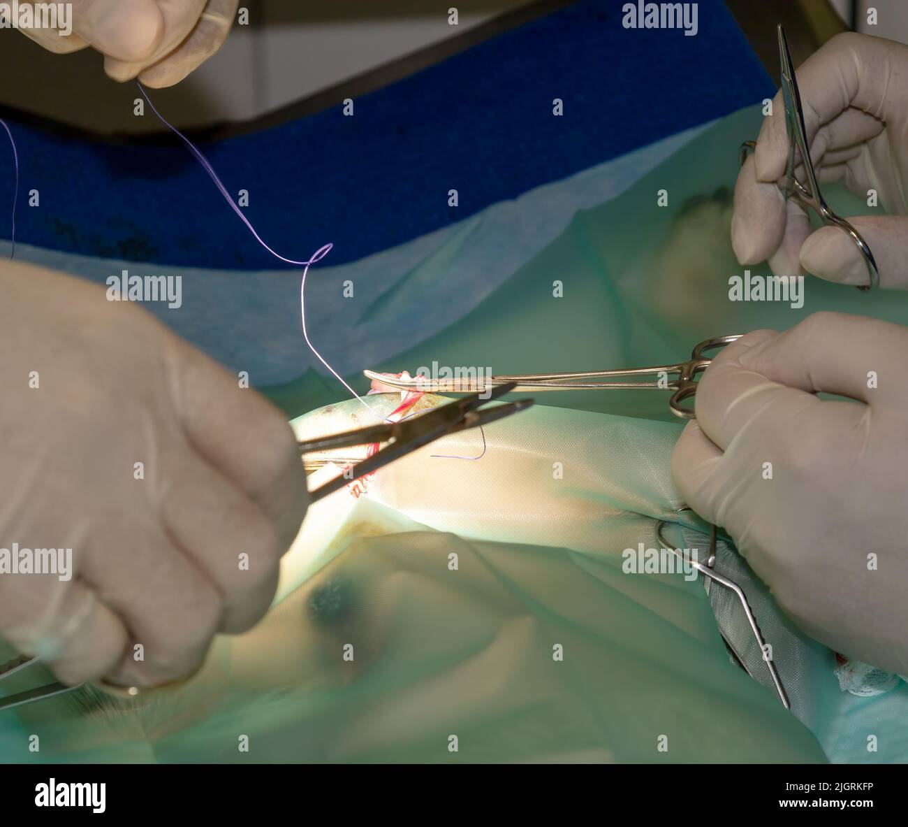 A pair of skilled veterinarians placing sutures on a Pug during ...