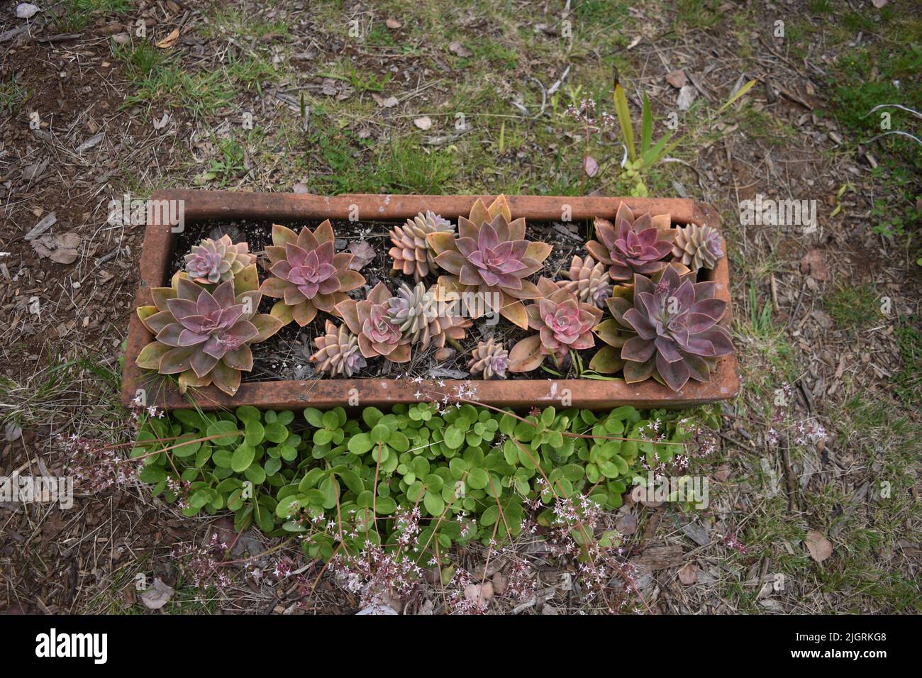 A top view of succulent plants in a forest surrounded by grass in ...