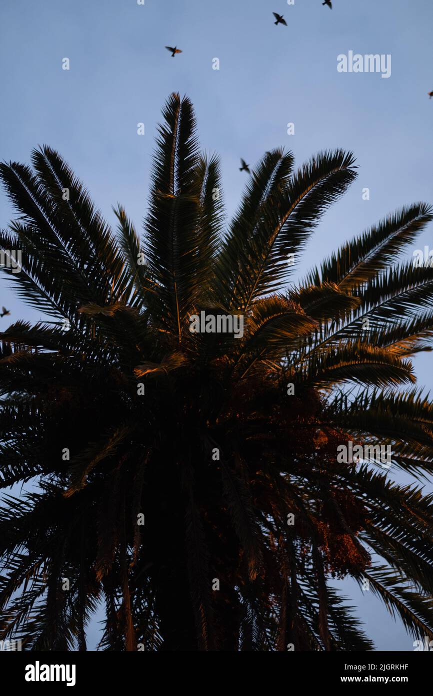 A palm tree with birds flying above Stock Photo - Alamy